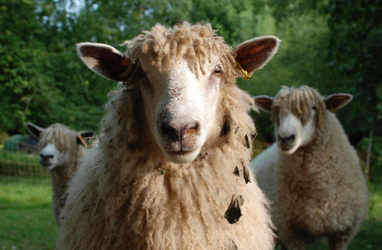 Explore British Wool - Regional and International Sheep Breeds ...
