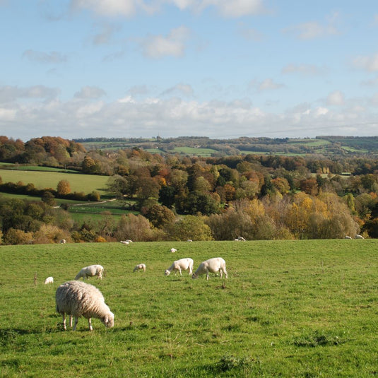 Cotswold Wool Trader